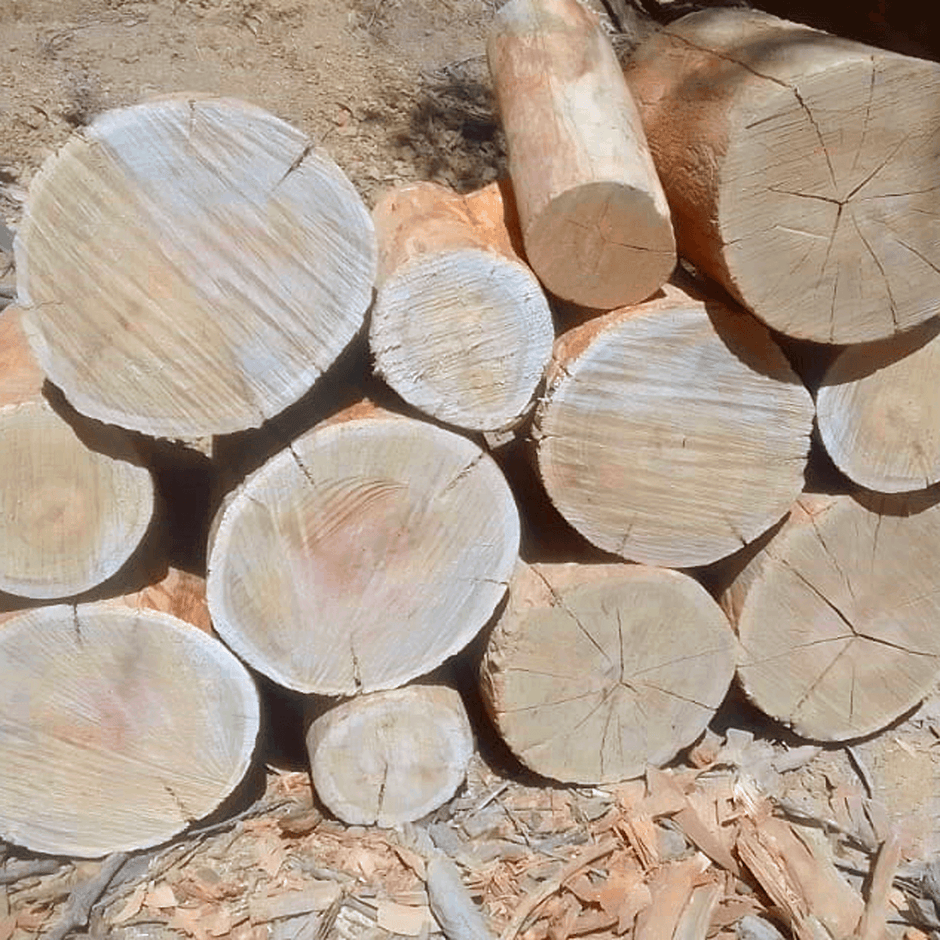 Premium Logs | Blue Gum Stumps | Bloekom Blokke (Non-Split)